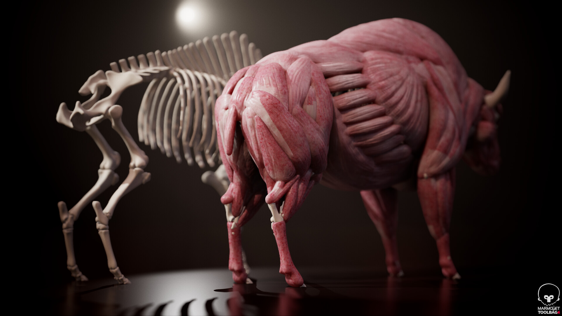 suresh - BISON ANATOMY STUDY