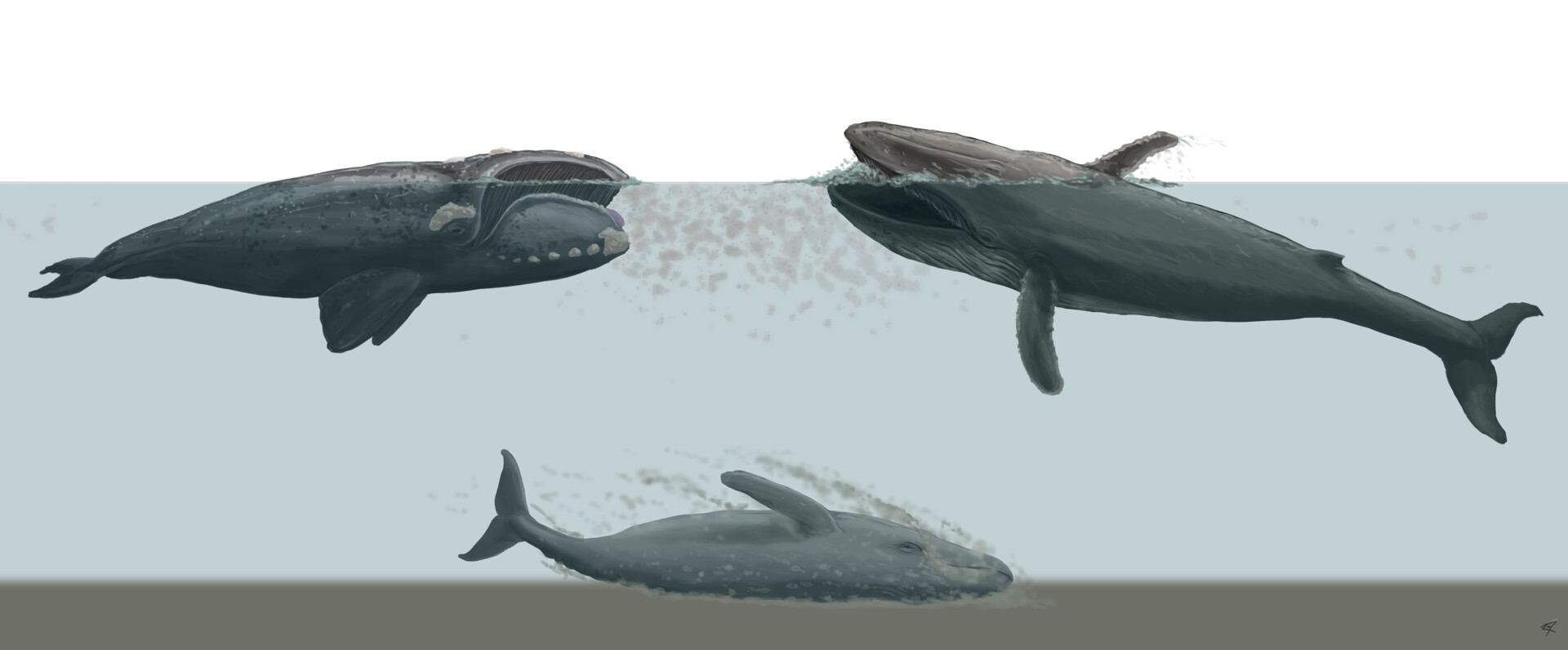 Baleen Whales Feeding