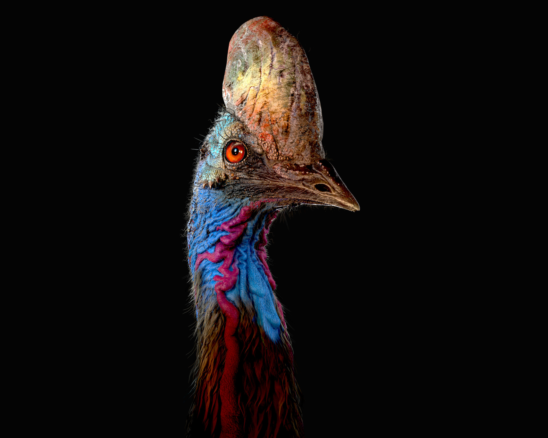 ArtStation - Cassowary with scales - real time