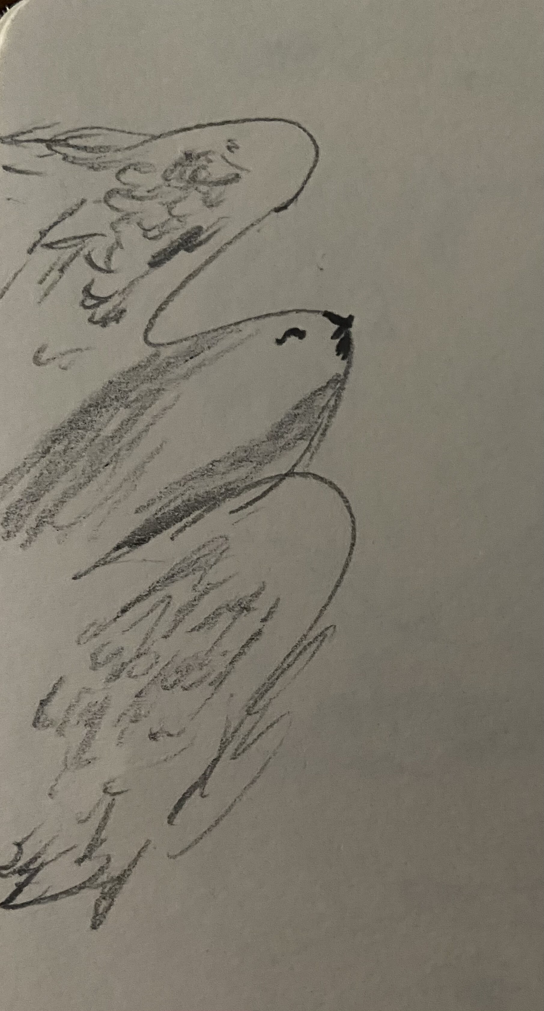 ArtStation - Flying random bird. Enjoy