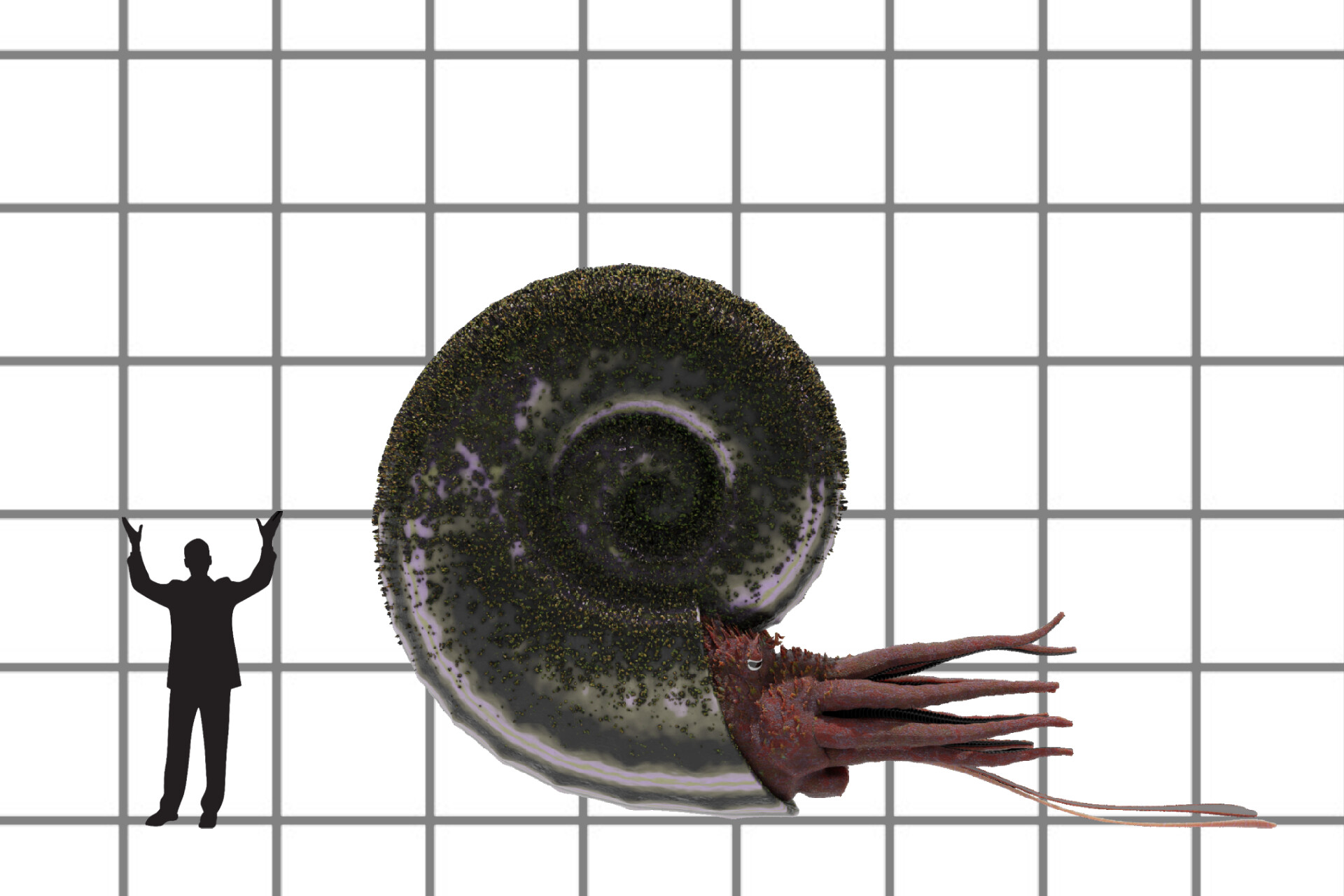 Callum Pursall - Ancient Kraken - Parapuzosia seppenradensis