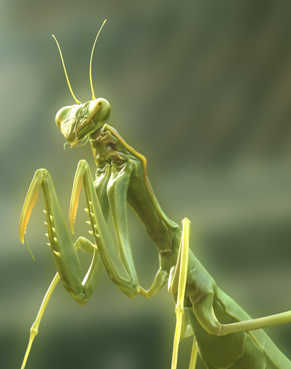 ArtStation - Praying Mantis