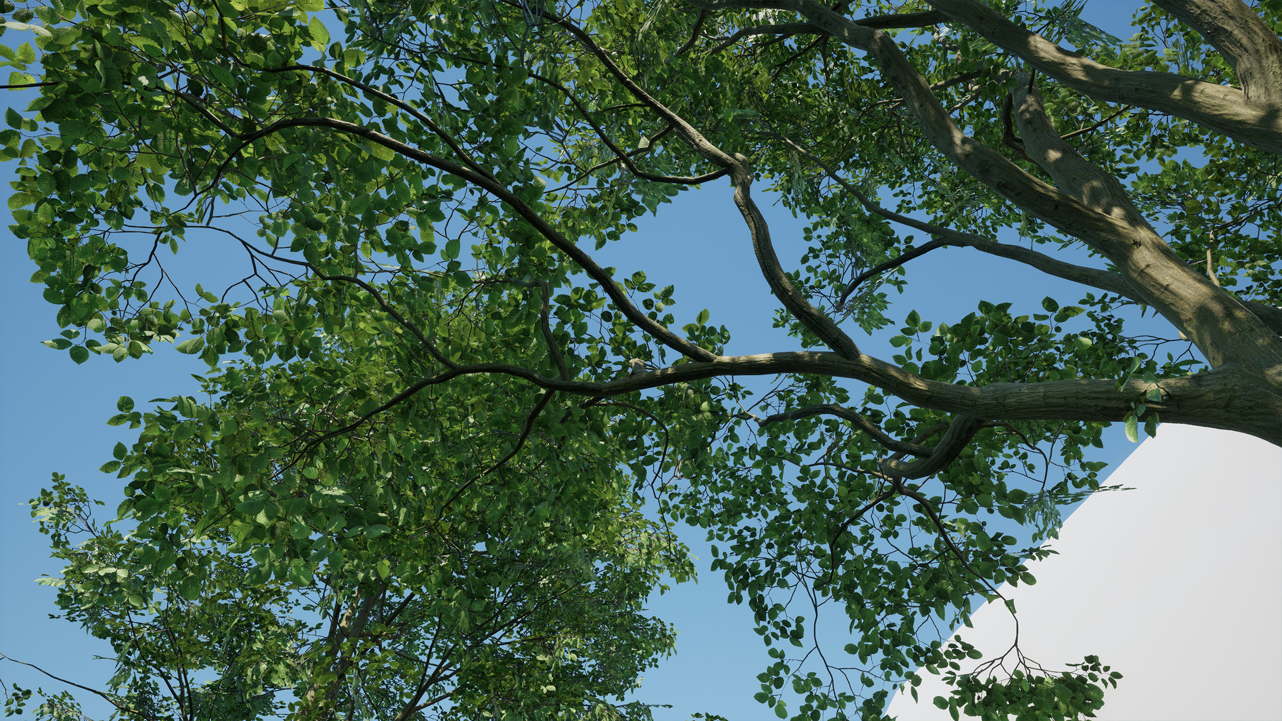 Simon Barle - Megascans Trees: European Hornbeam