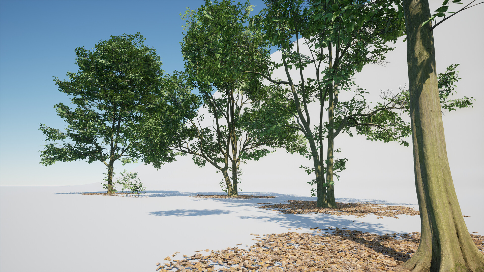 Simon Barle - Megascans Trees: European Hornbeam