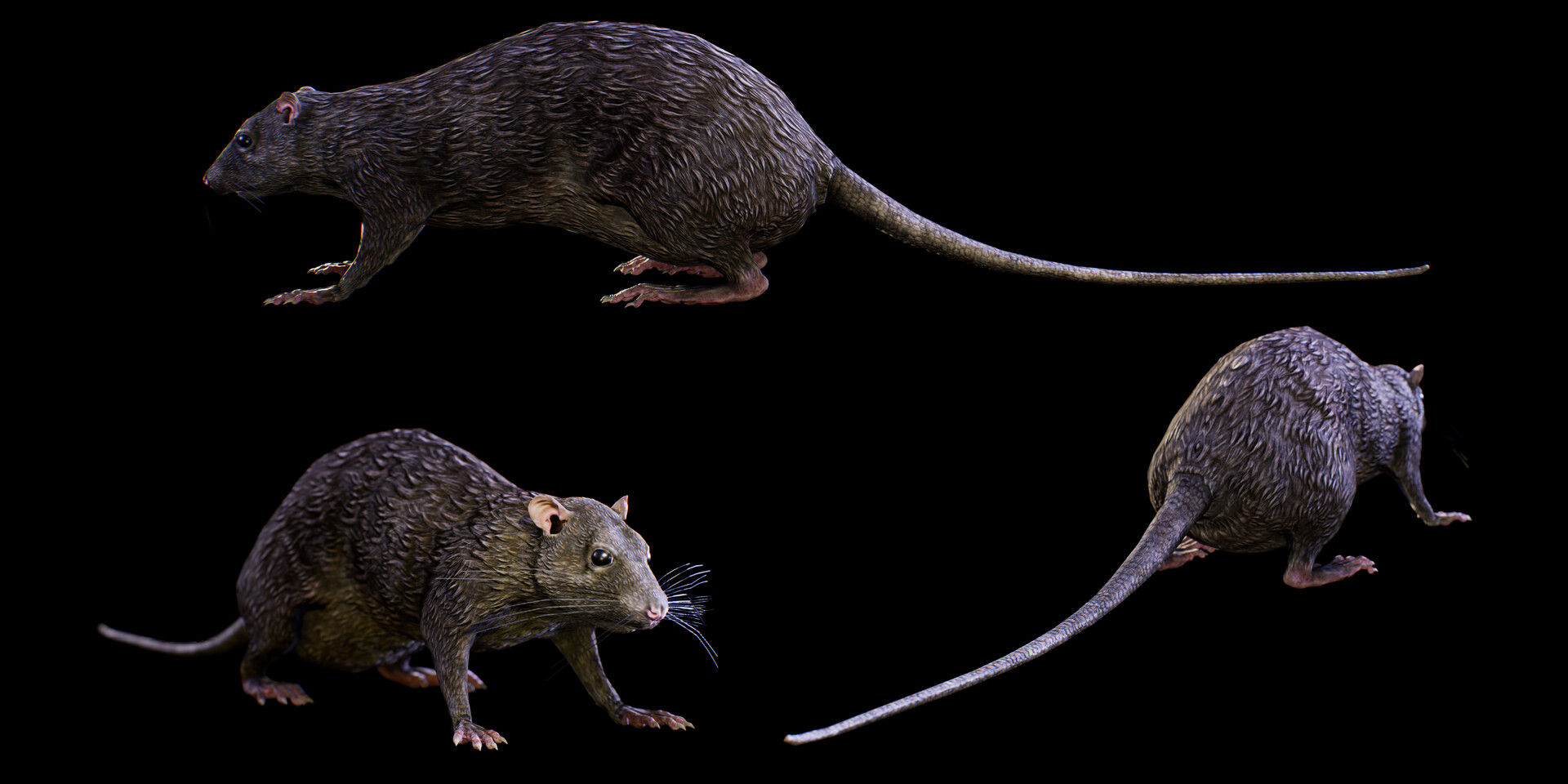 Wessex Archaeology - Black Rat