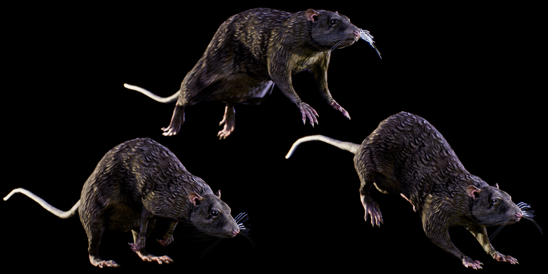 Wessex Archaeology - Black Rat