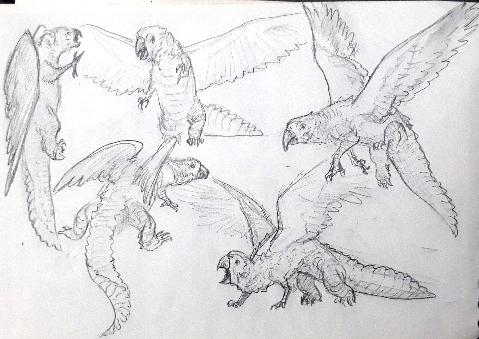 Francisco Chinchilla - Araré, the Brazilian dragon