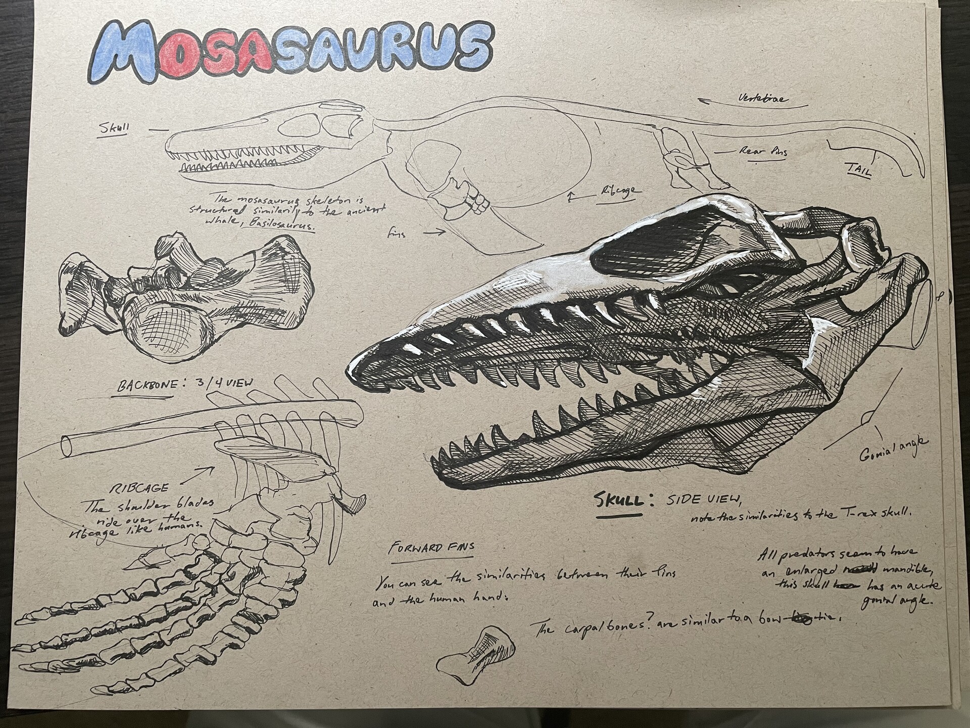 ArtStation - NMA Dynamic Sketching Week 4: Animal Skeletons