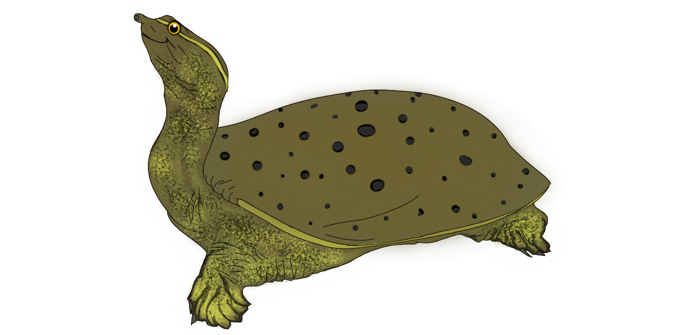 Forgemaster Alex - Turtle Stickers