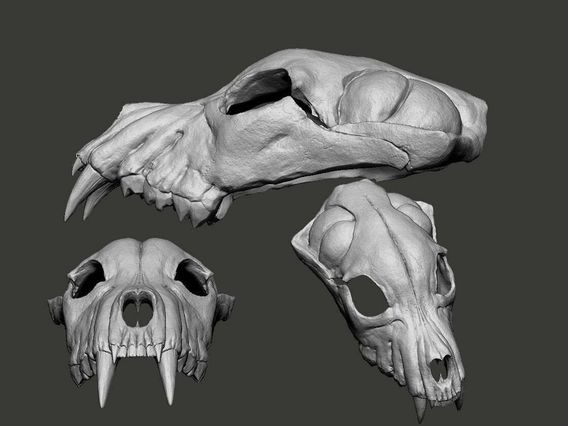ArtStation - Bear Skull | 3d model