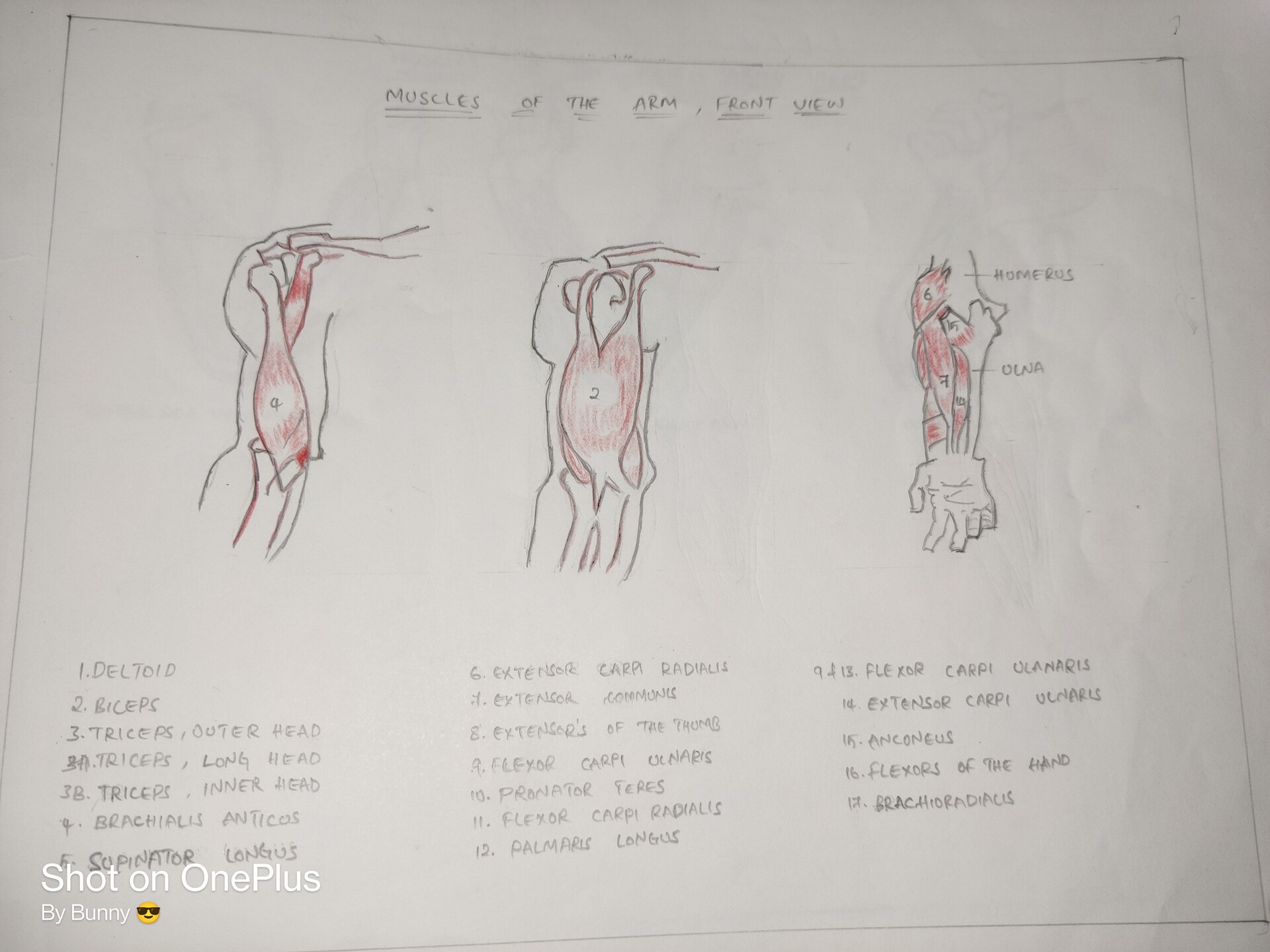 ArtStation - Muscles of the arm front view