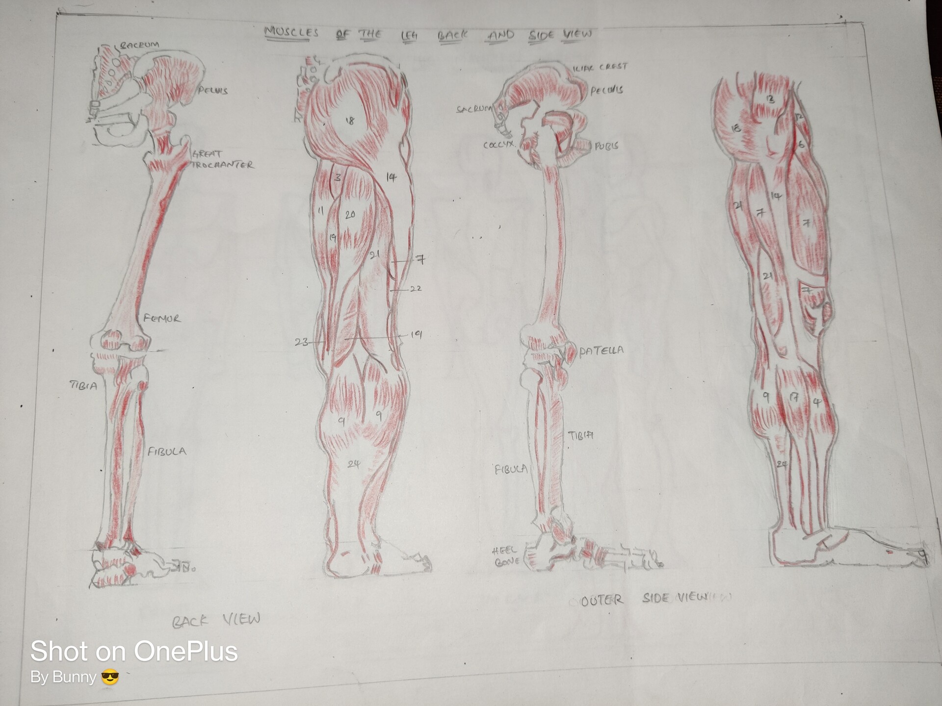ArtStation - Muscles of the leg back and side view
