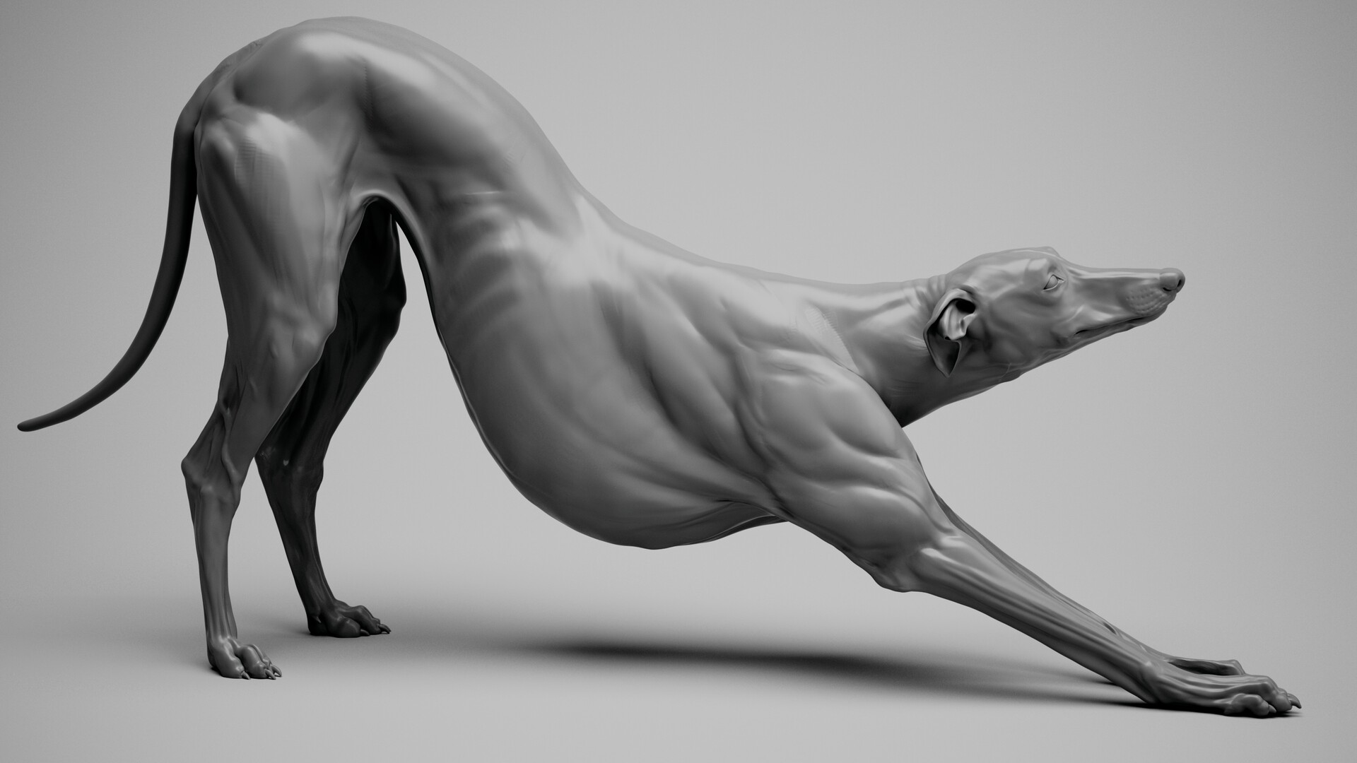 greyhound stretching