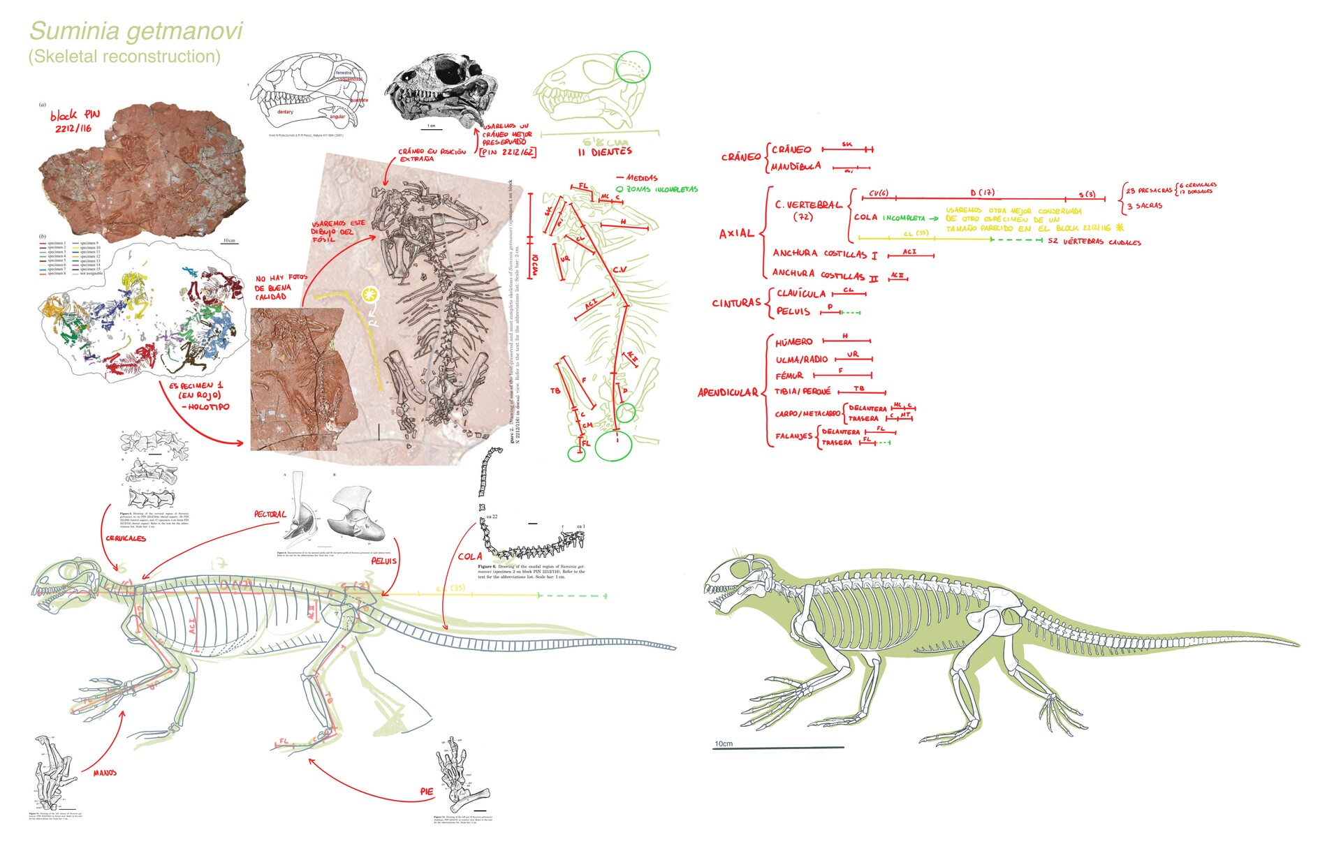 Miquel Camio - Suminia getmanovi