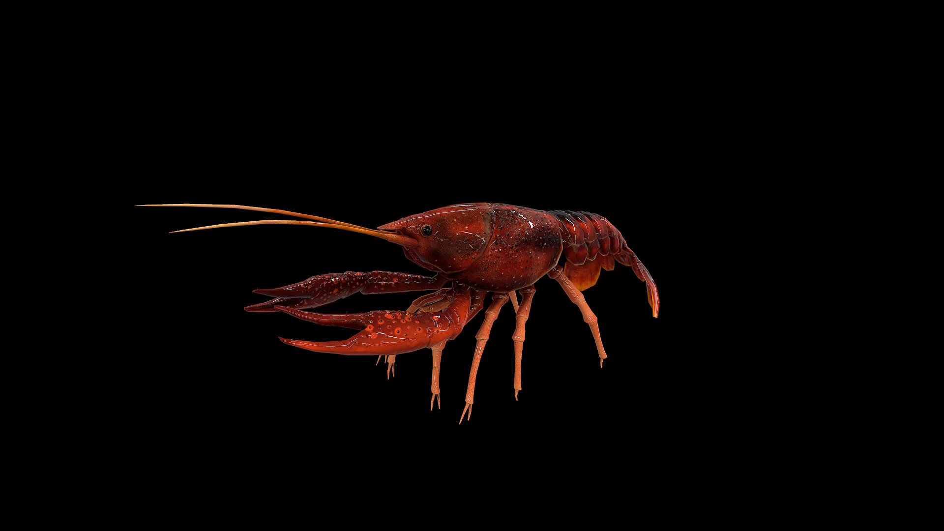 ArtStation - Game Ready 3D Crayfish