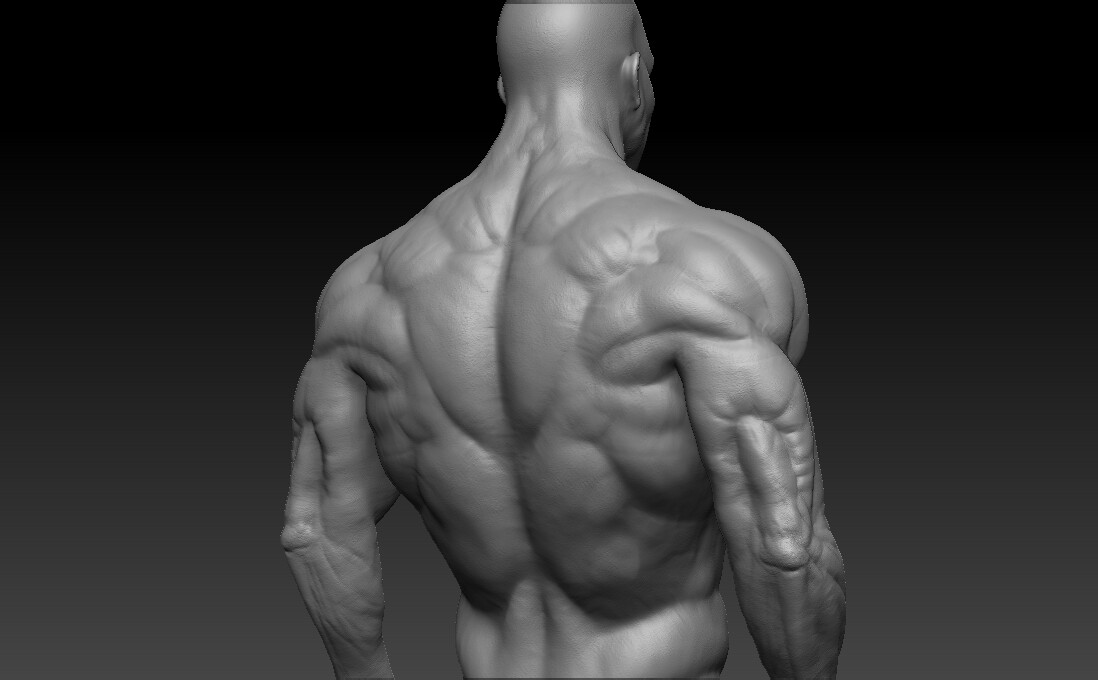 ArtStation - Male Anatomy Study