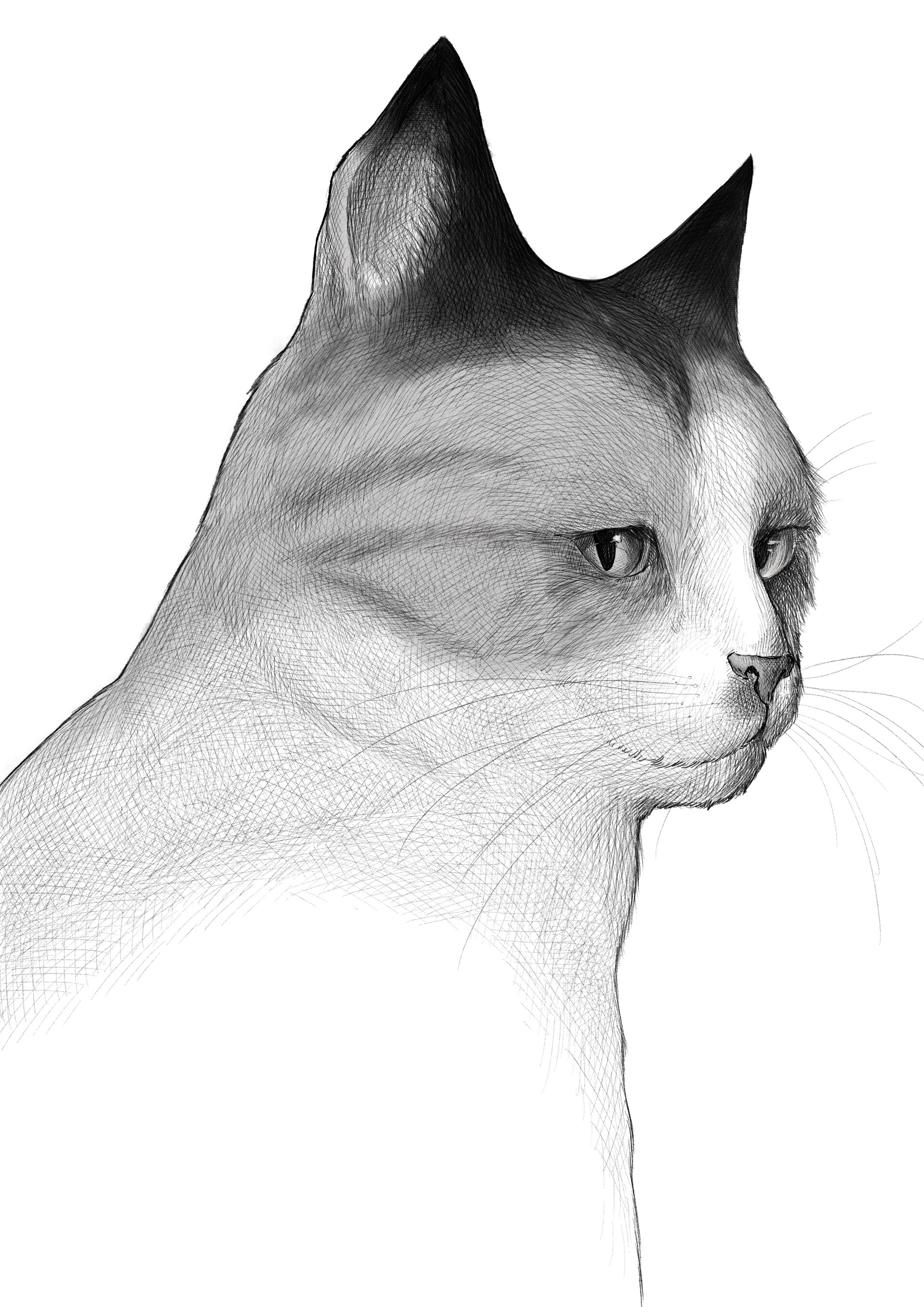 Aiden - B&W Ink illustrations