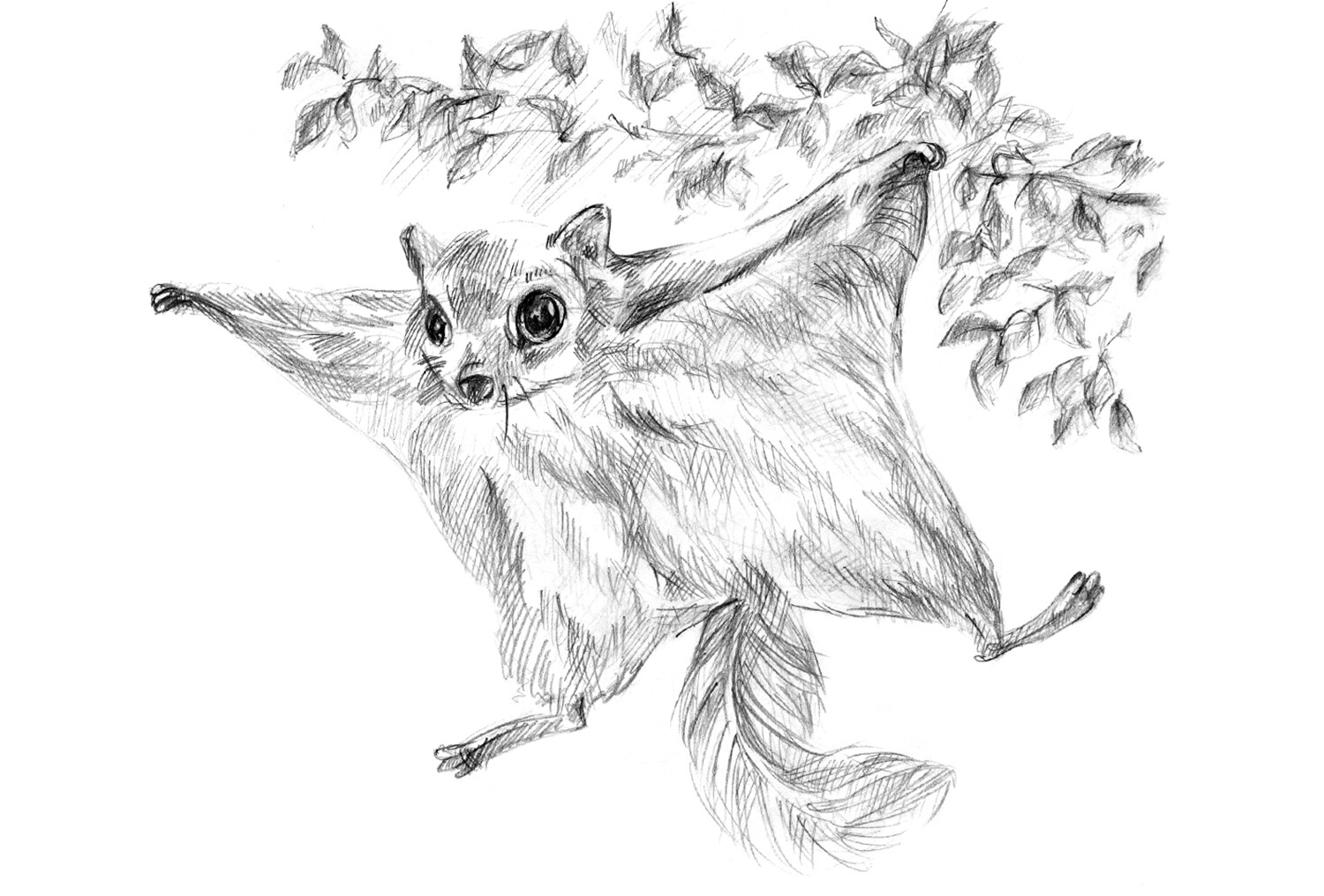 flying squirrel drawing easy
