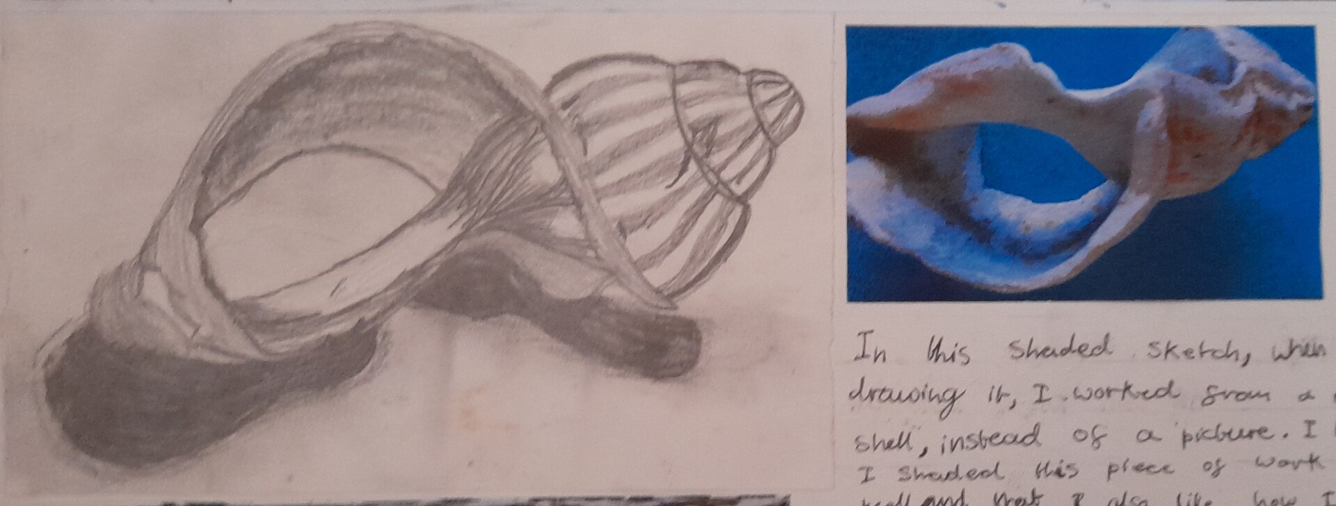 ArtStation - Tonal Observational Drawing - Seashell