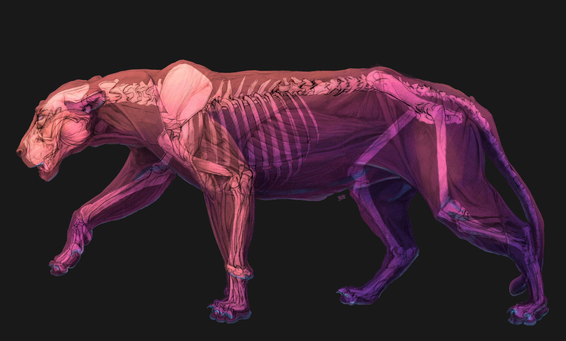 H.Wridan Scientific Illustrations - Lion Skeletal structure