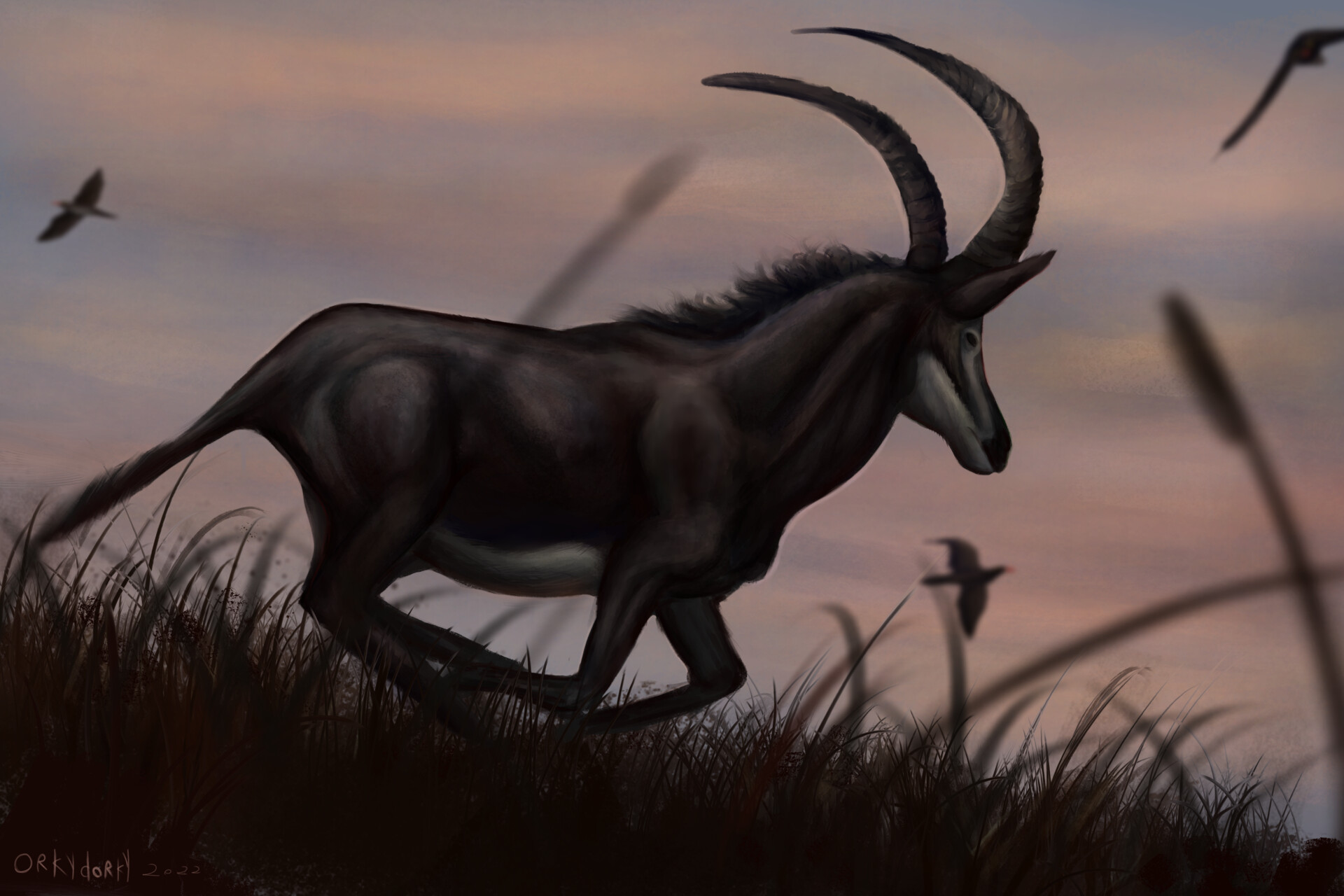 Sable Antelope Drawing New York Usa January 9 2024