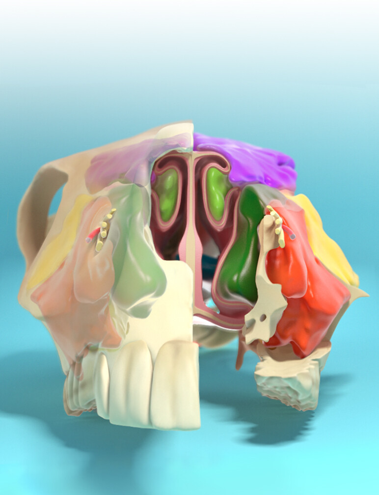 Paranasal Sinuses Model