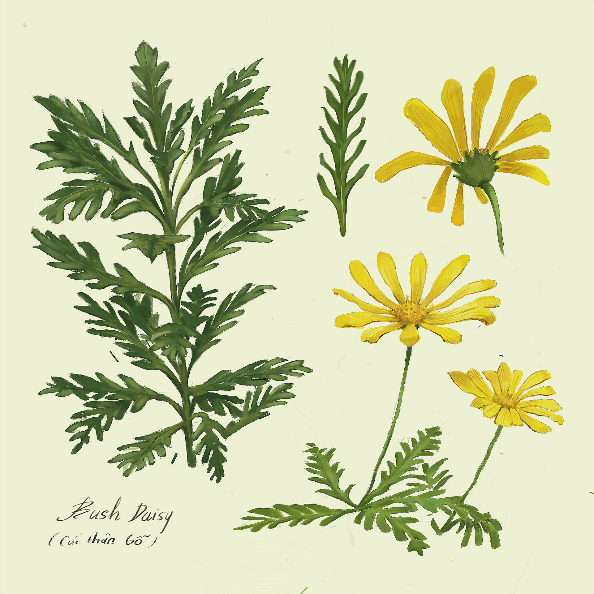 ArtStation - Botany Study