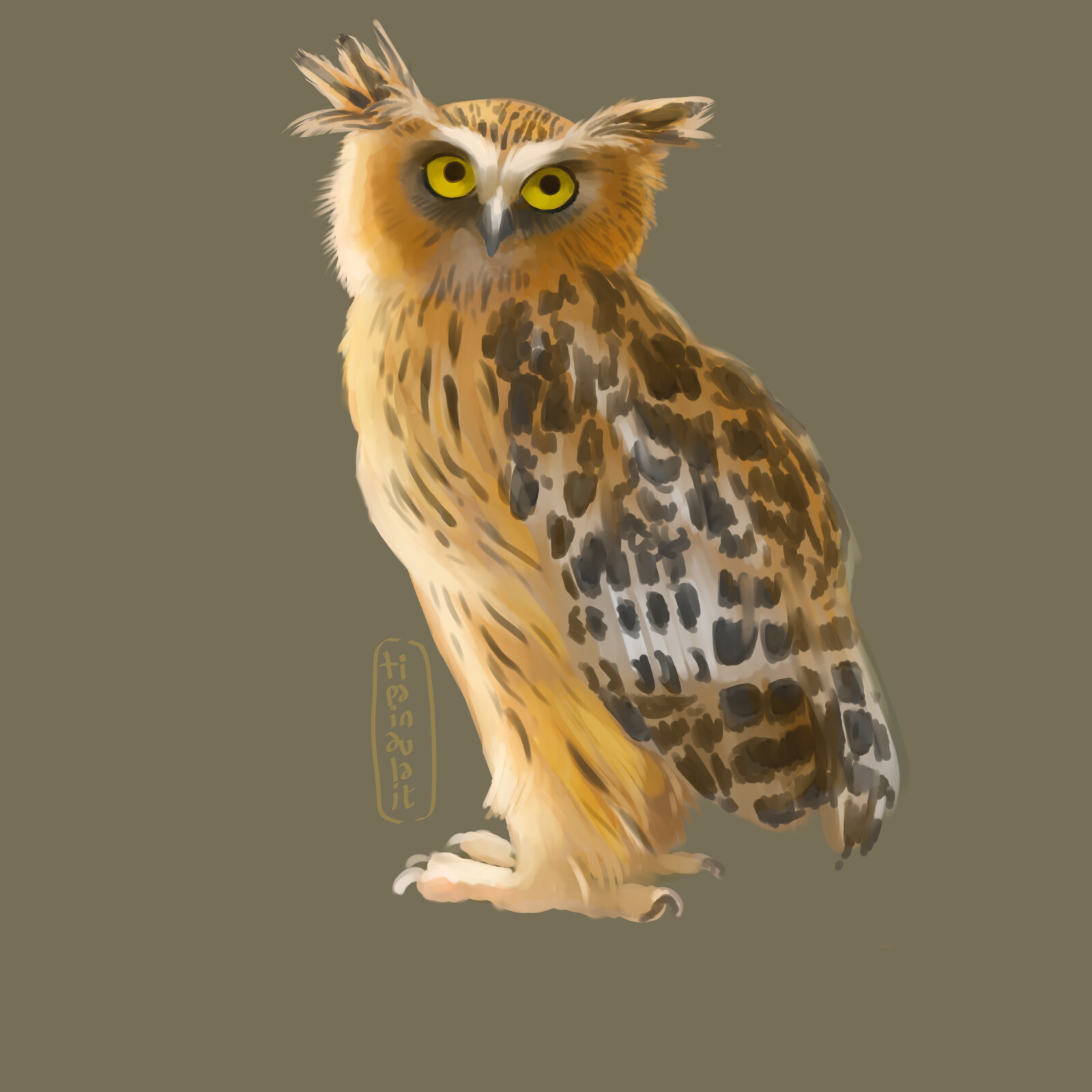 ArtStation - Buffy fish Owl