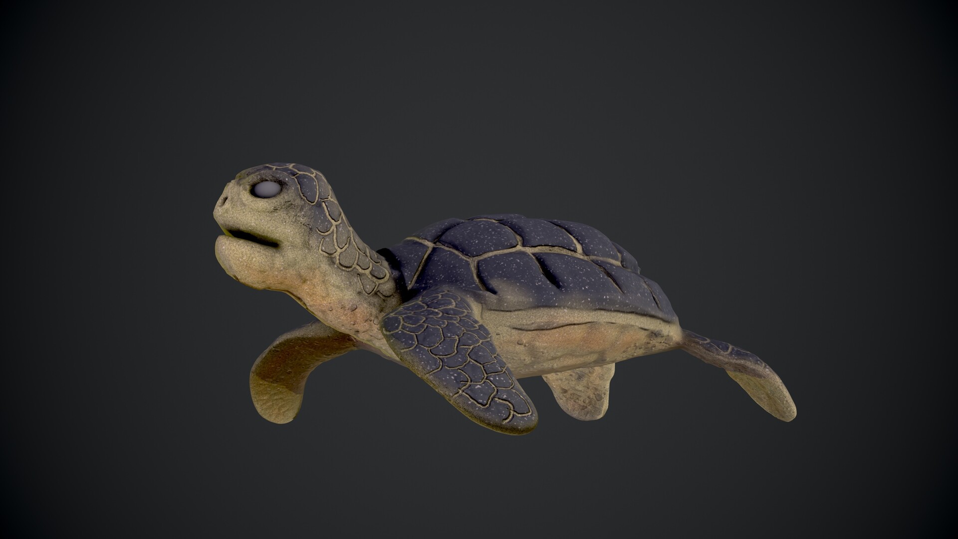 Harish RB - Turtle Modeling