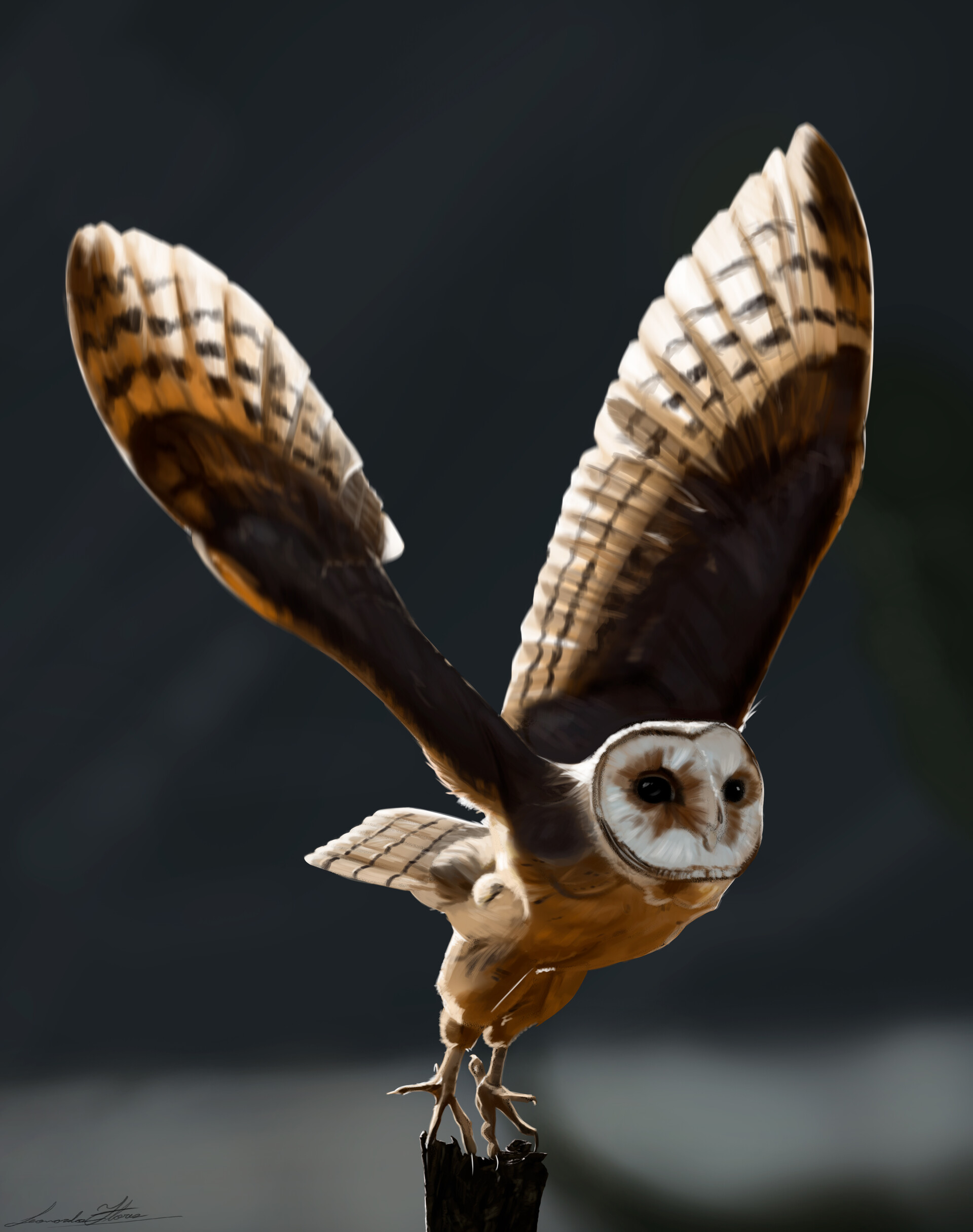 ArtStation - Owl Study