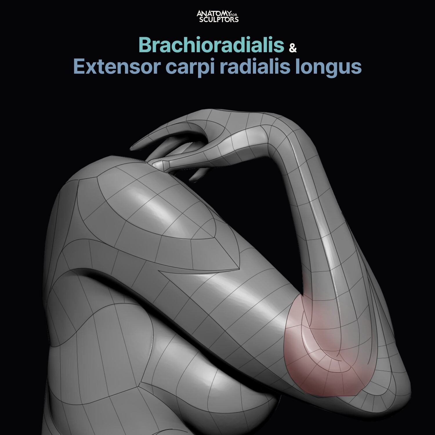 Anatomy For Sculptors - Brachioradialis & Extensor carpi radialis longus