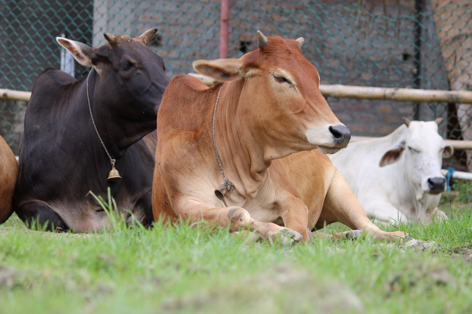 ArtStation - Goshala In Andhra Pradesh | Sri Tri Jagadguru Peetham
