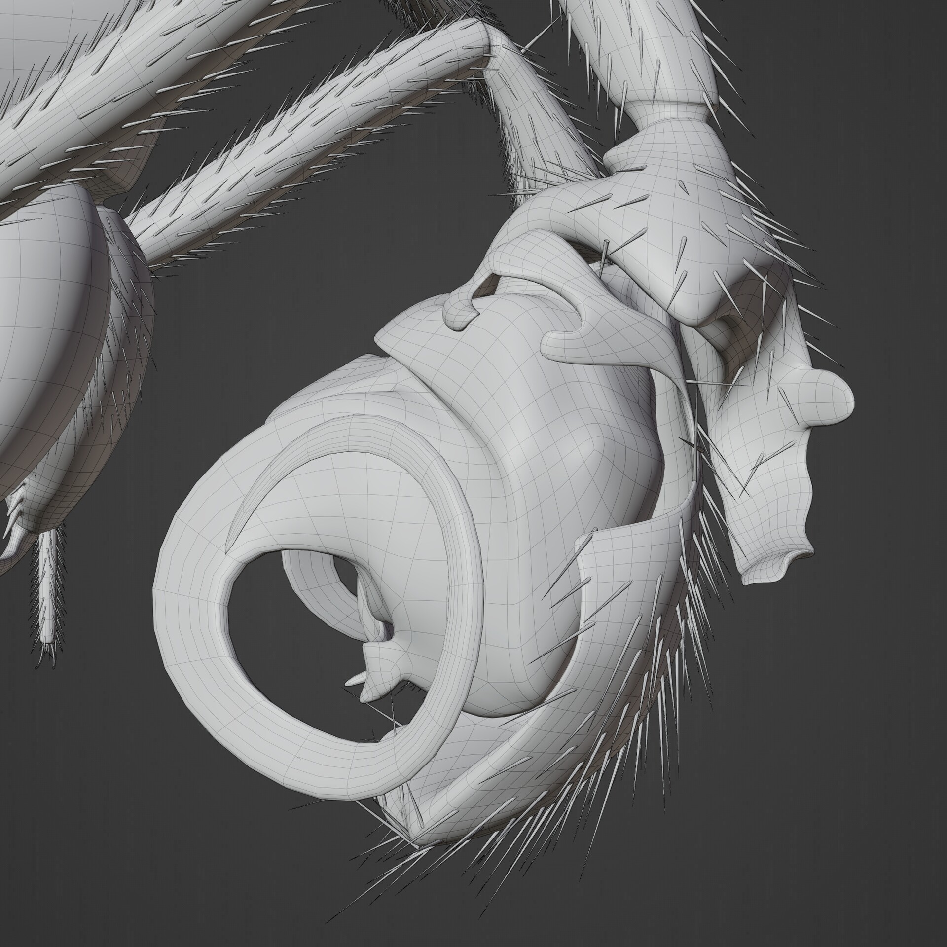 Grant R. Brown - Spider - Walckenaeria acuminata (Blackwall, 1833)