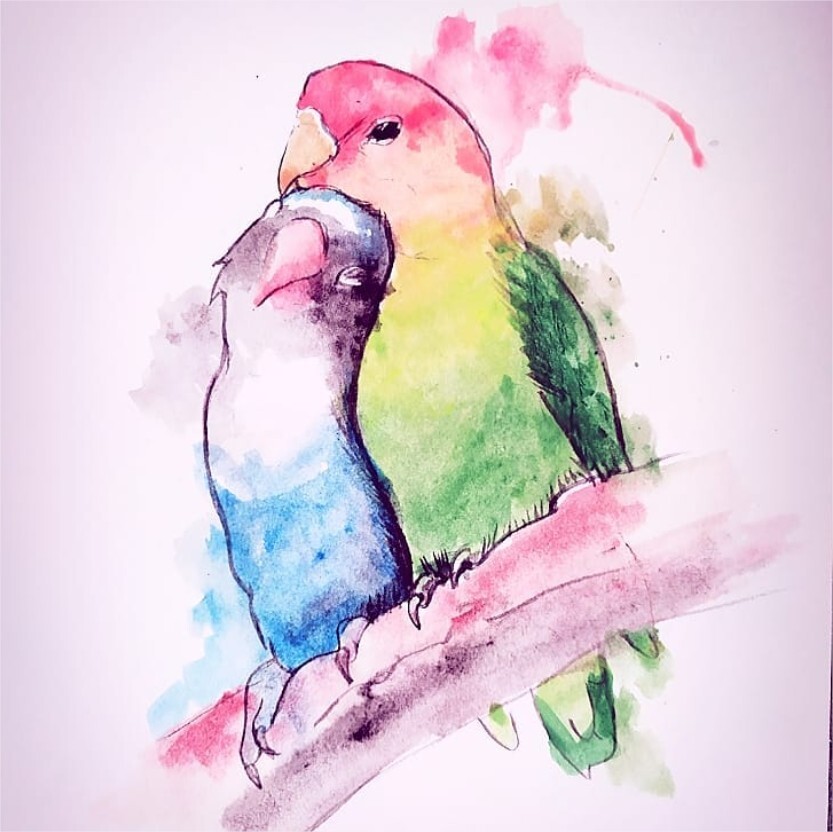 Love Birds Drawing Color