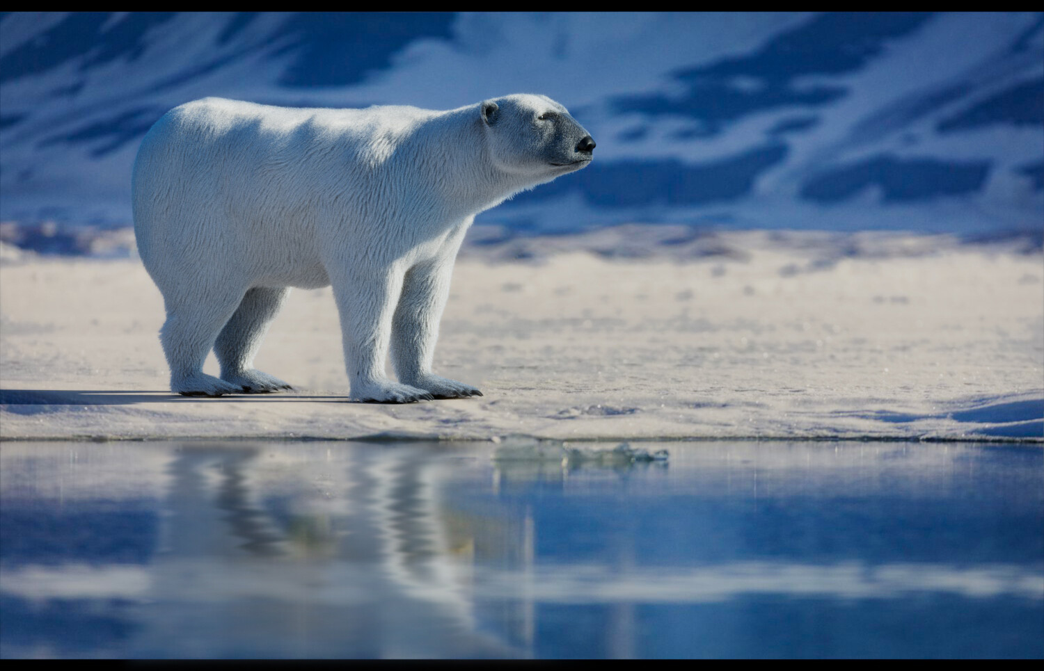 Mayur Jaiswal - Polar Bear!