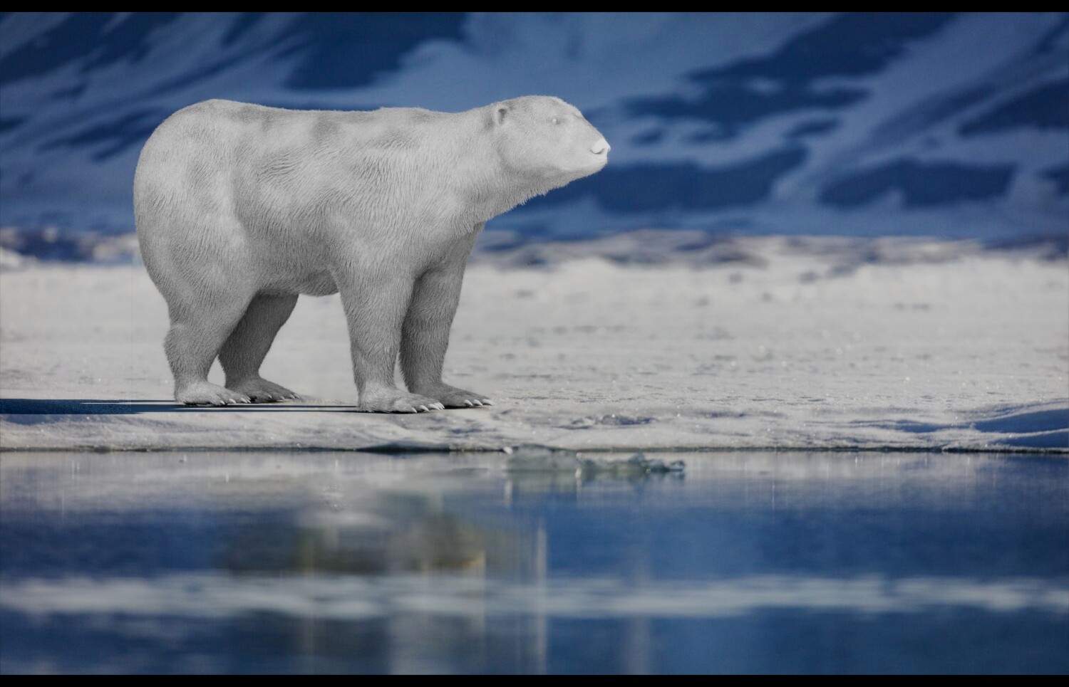Mayur Jaiswal - Polar Bear!