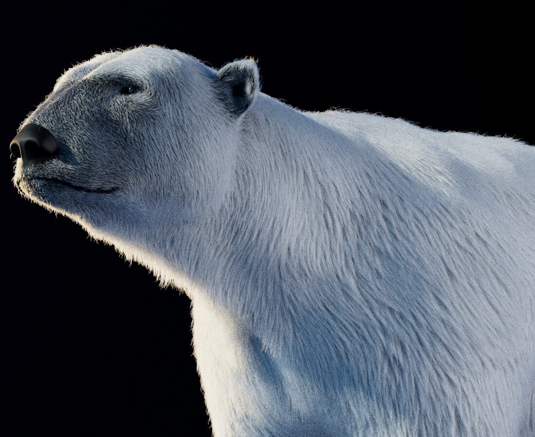 Mayur Jaiswal - Polar Bear!