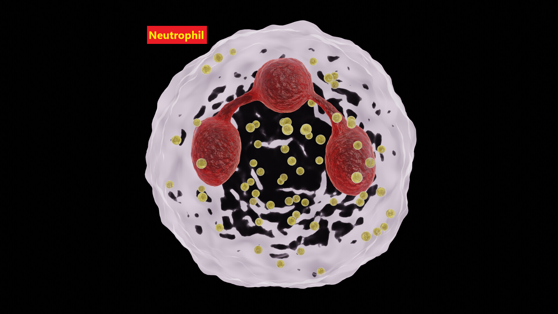 ArtStation - Neutrophil 3D Model