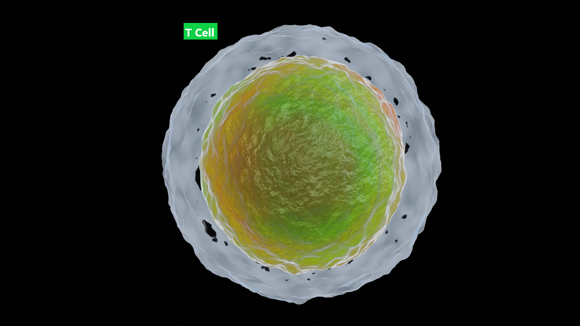 ArtStation - T Cell 3D Model
