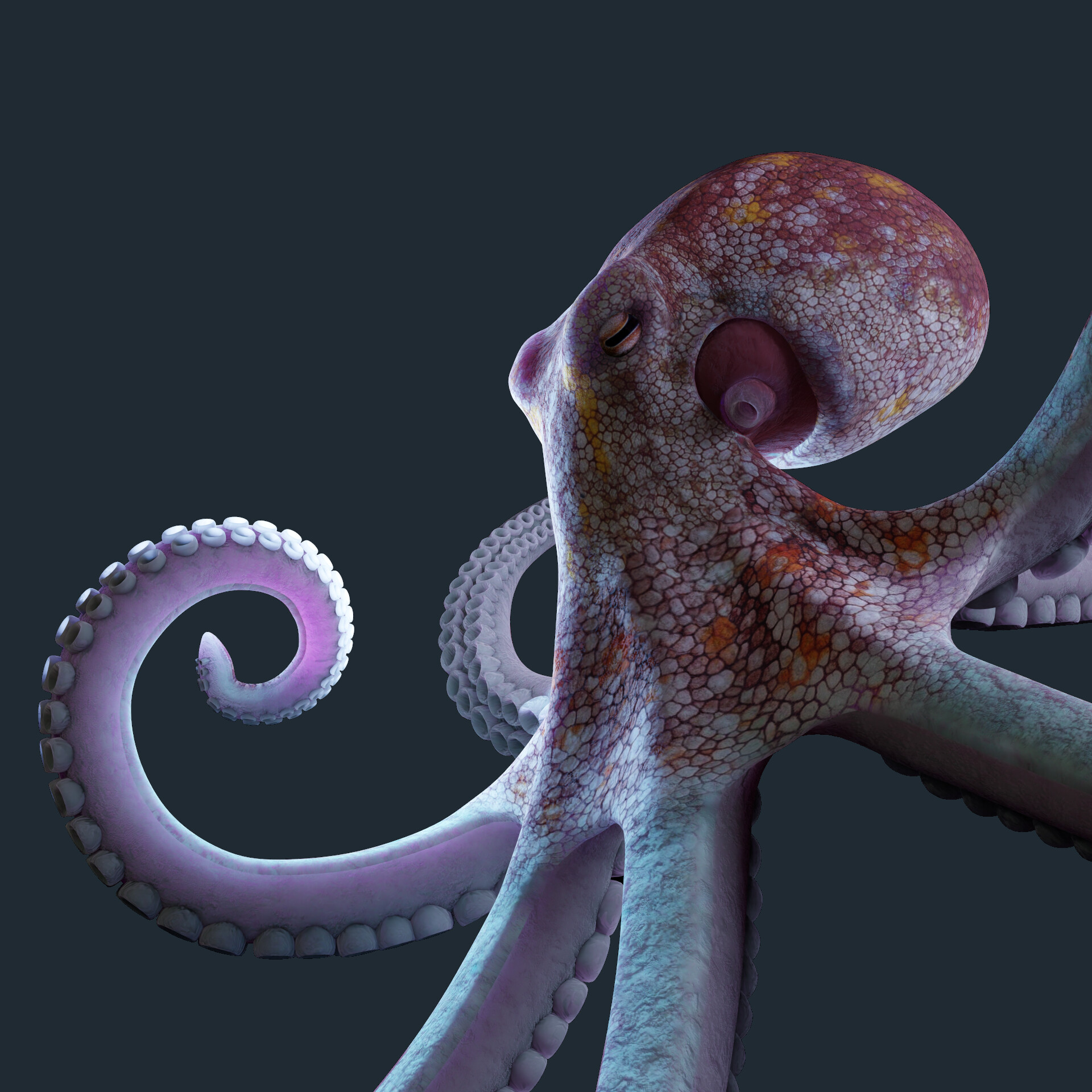ArtStation - Octopus Sculpt