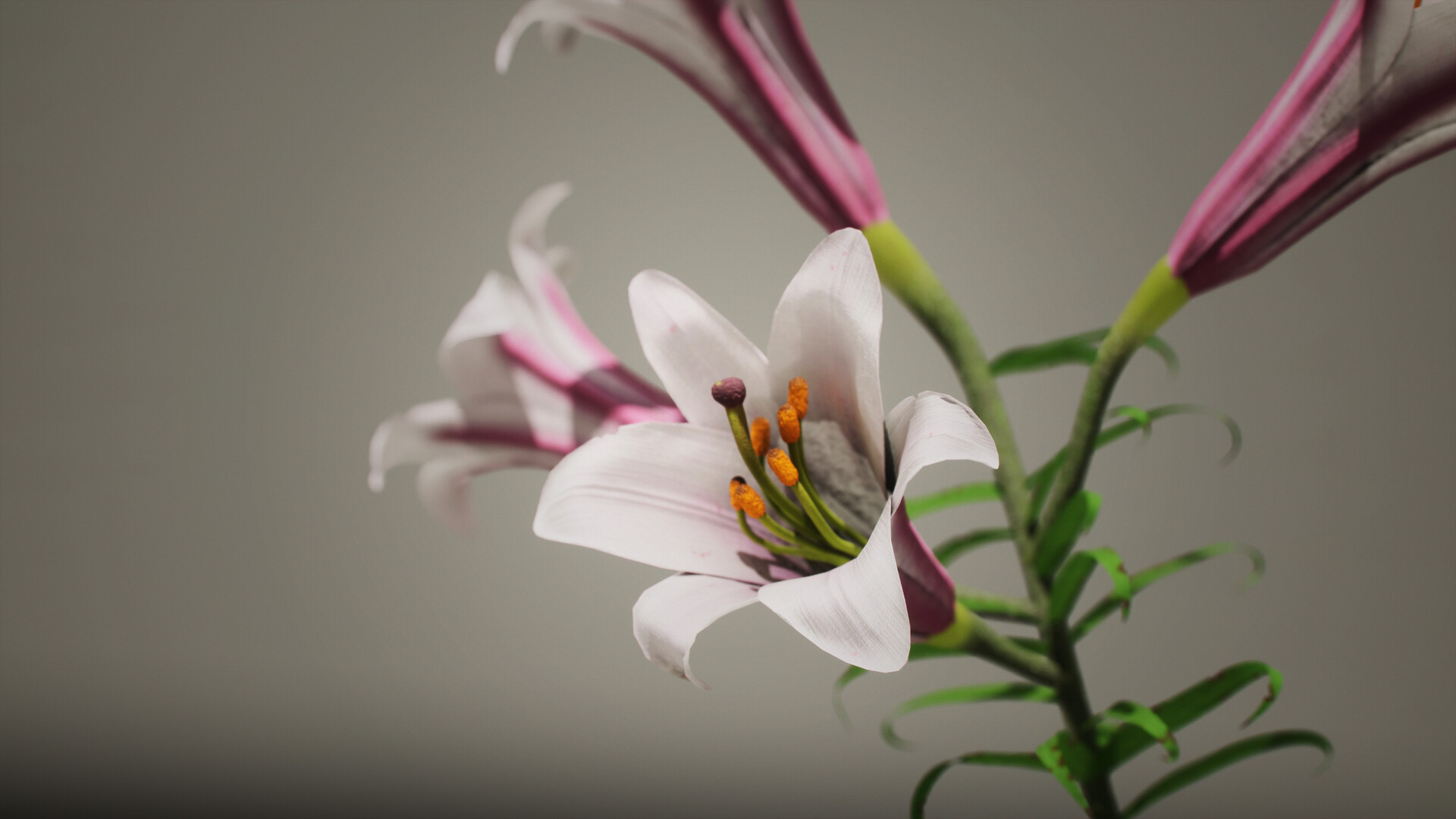 ArtStation - Lily Flower