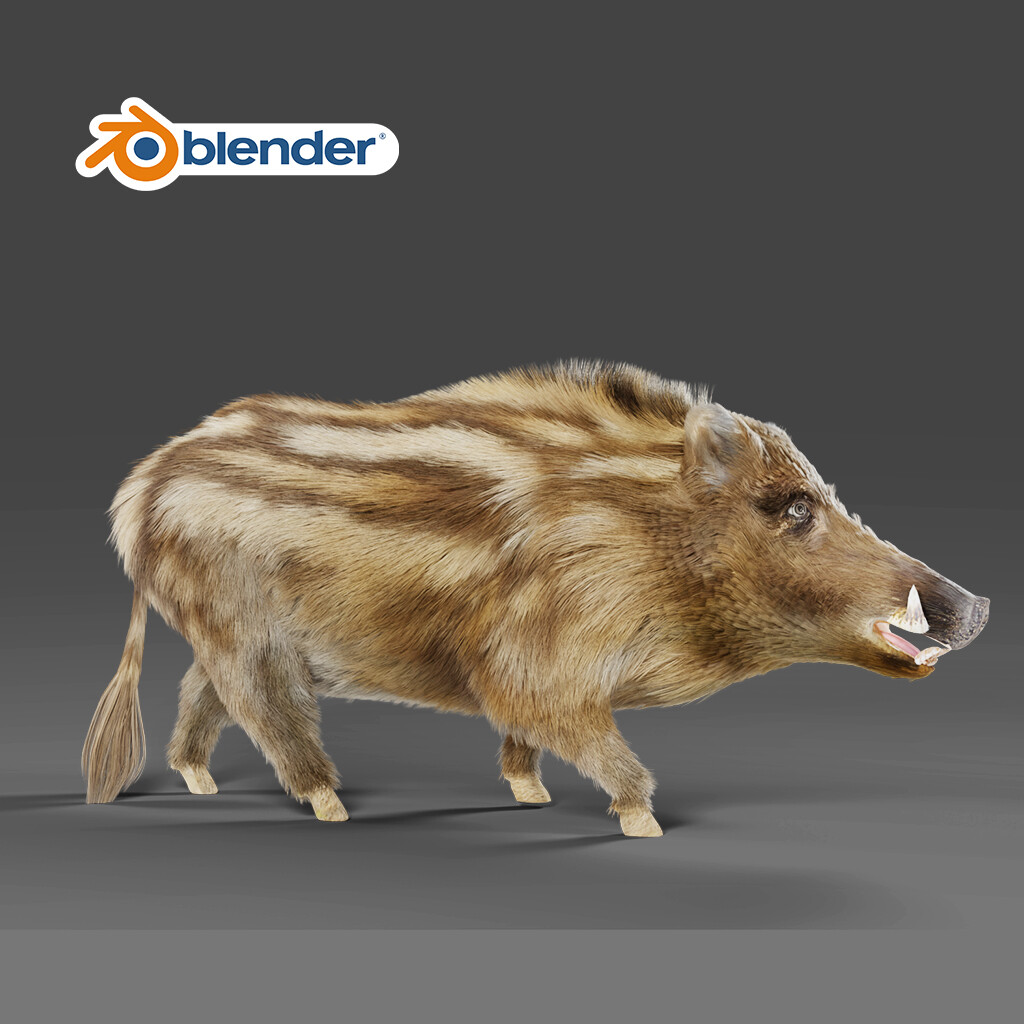 ArtStation - Fur Black Wild Boar Rigged and Animation
