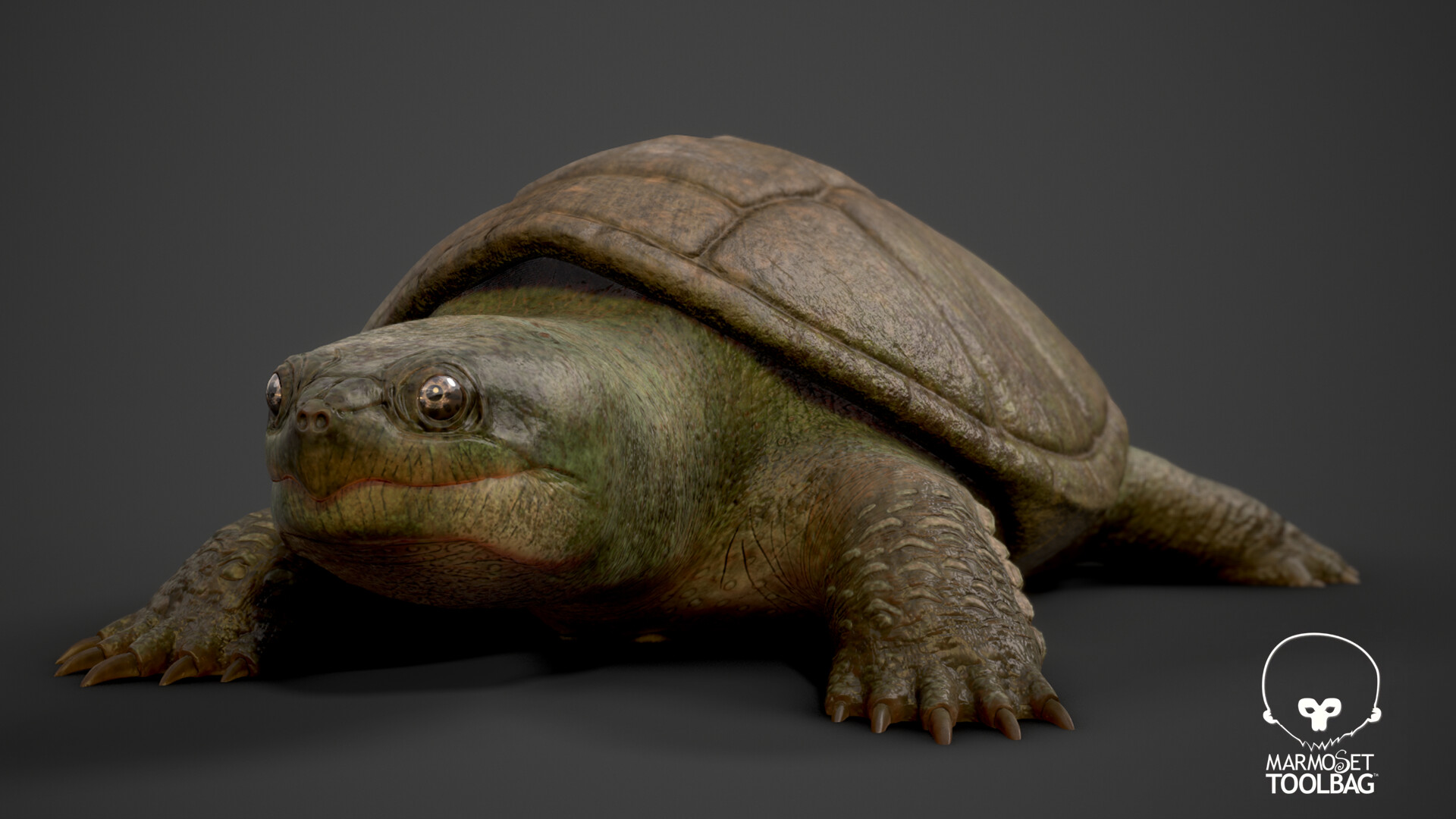 Kieren Townley-Moss - Common Snapping Turtle - Chelydra serpentina