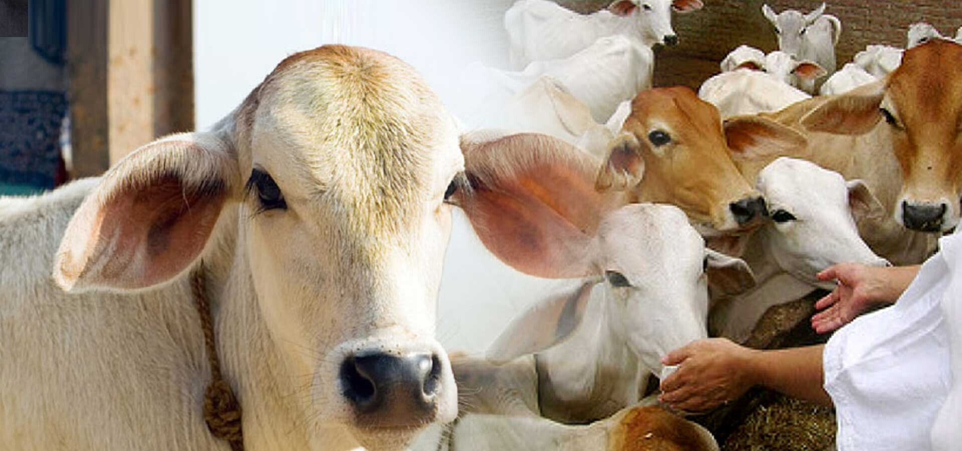 ArtStation - Cow Protection Service In Andhra Pradesh | Goseva