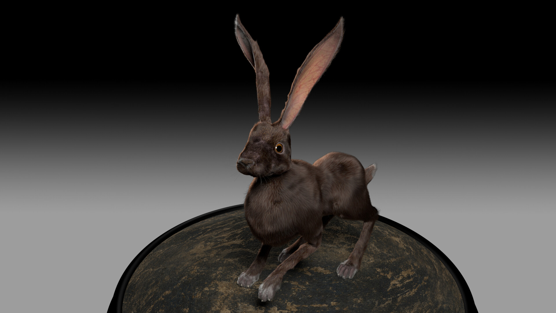 ArtStation - FUR Jackrabbit