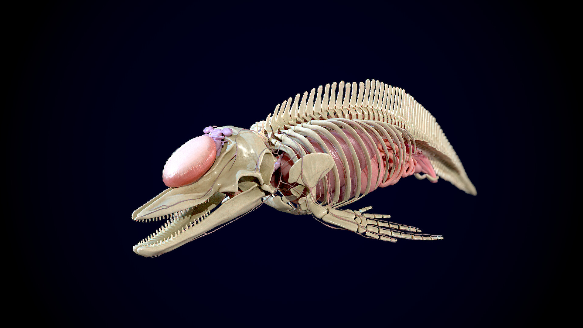 Sergey Egelsky - Dolphin anatomy