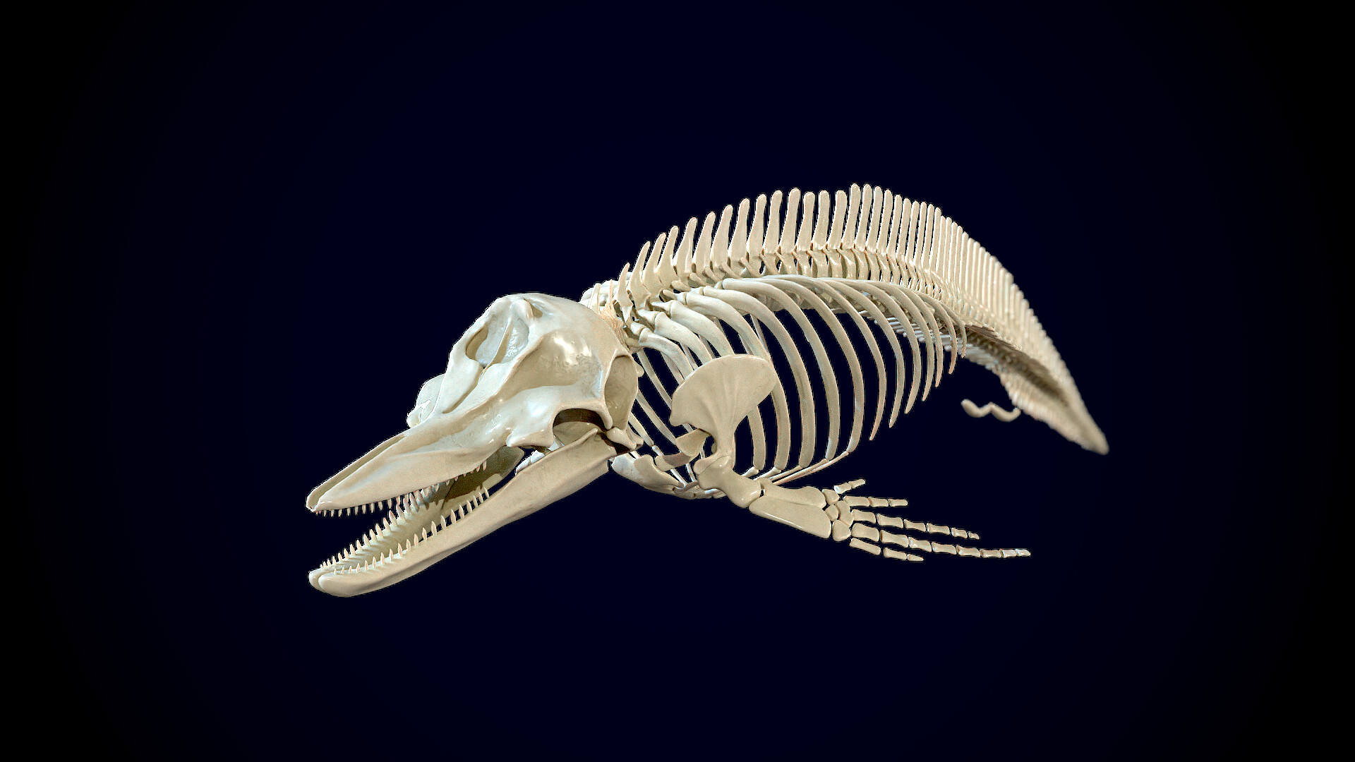 Sergey Egelsky - Dolphin anatomy