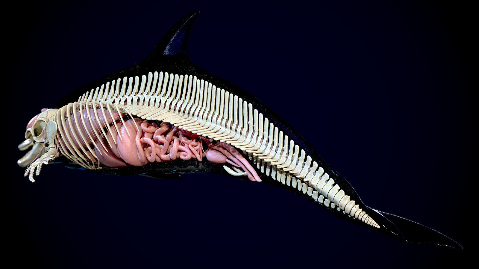 Sergey Egelsky - Dolphin anatomy