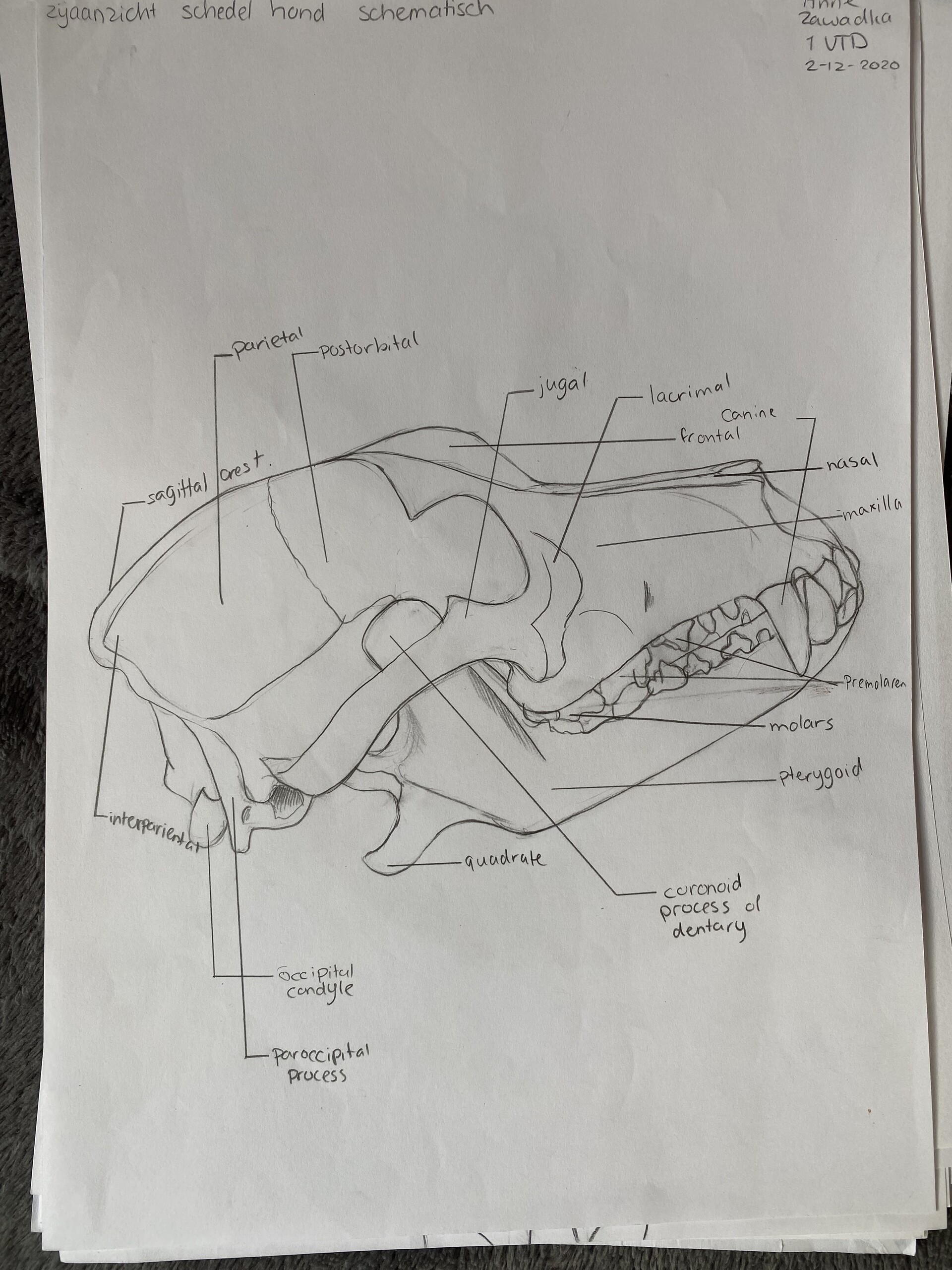 ArtStation - Biological examination drawings