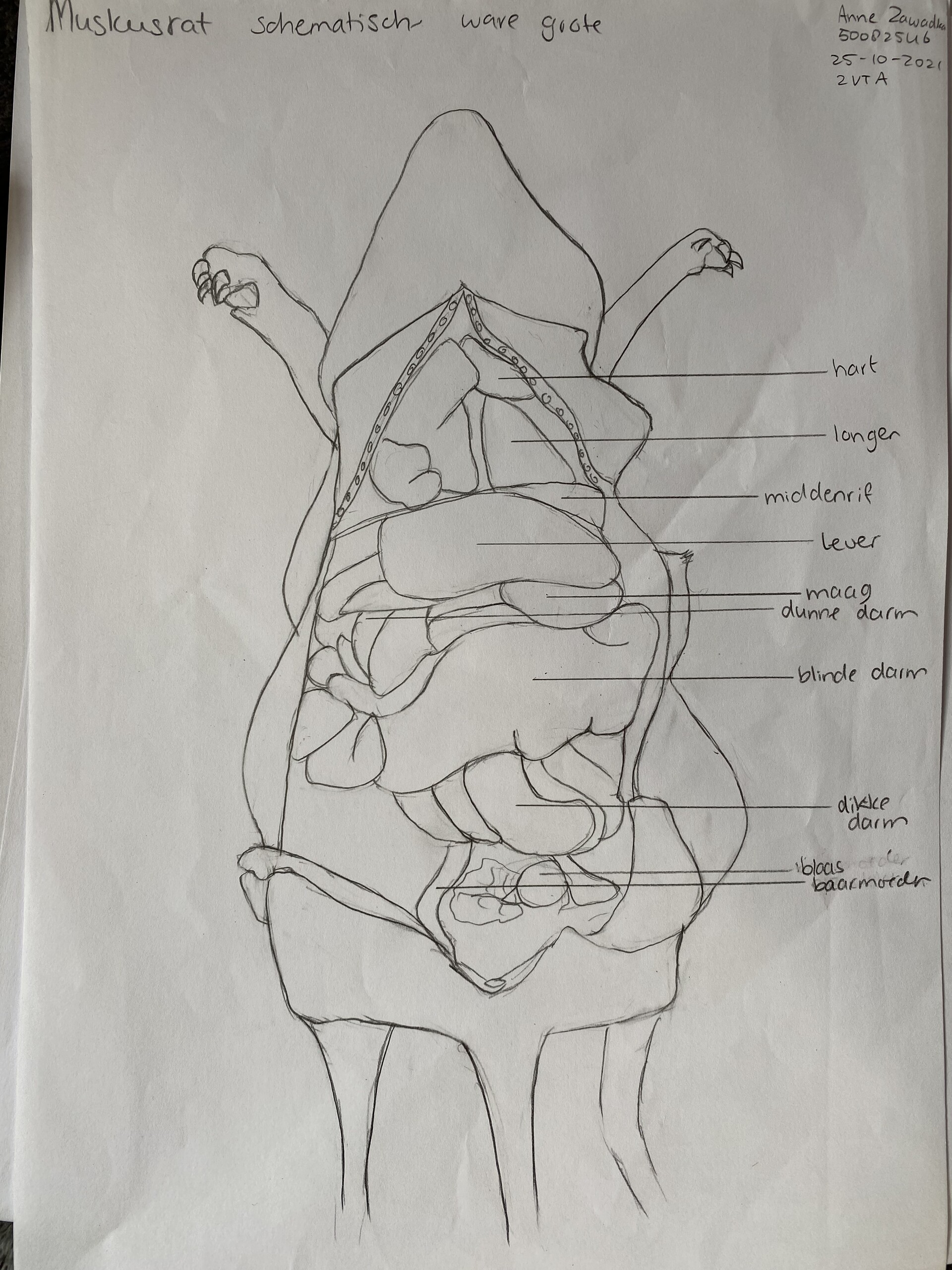 Anne - Biological examination drawings